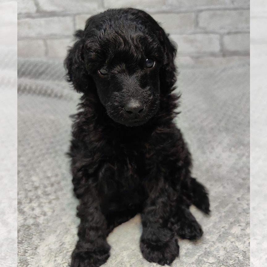 Карликовый пудель, щенок