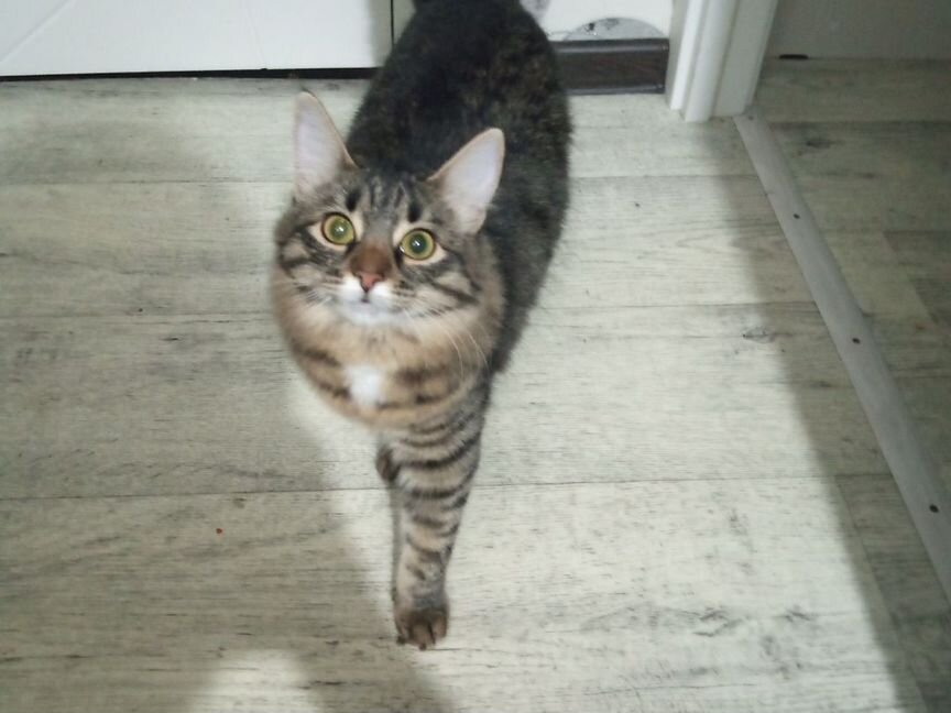 Кошка