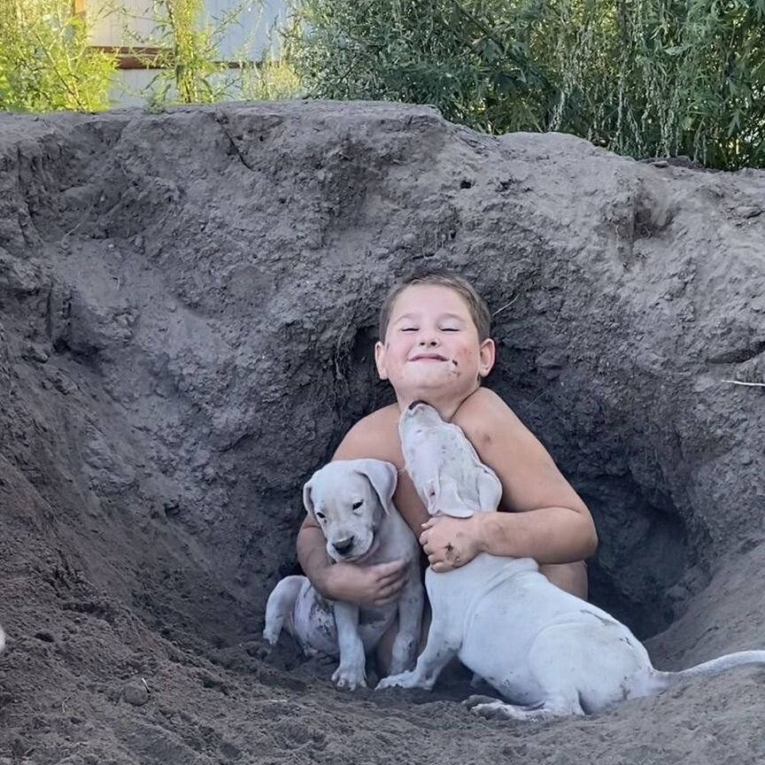 Подрощеные щенки аргентинского дога