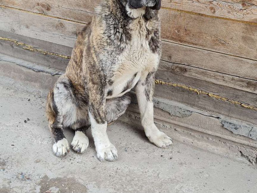 Вязка алабай