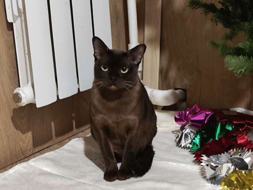 Бурманская кошечка