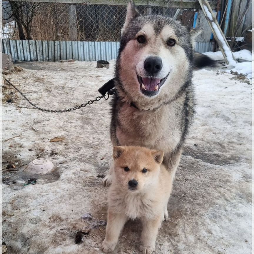 Щенок
