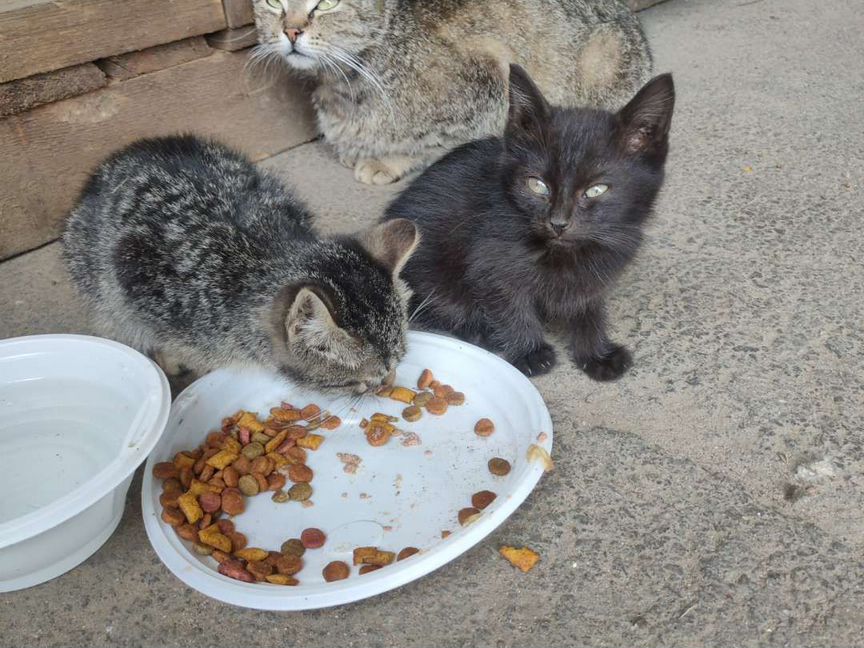 Отдам в хорошие руки котенка