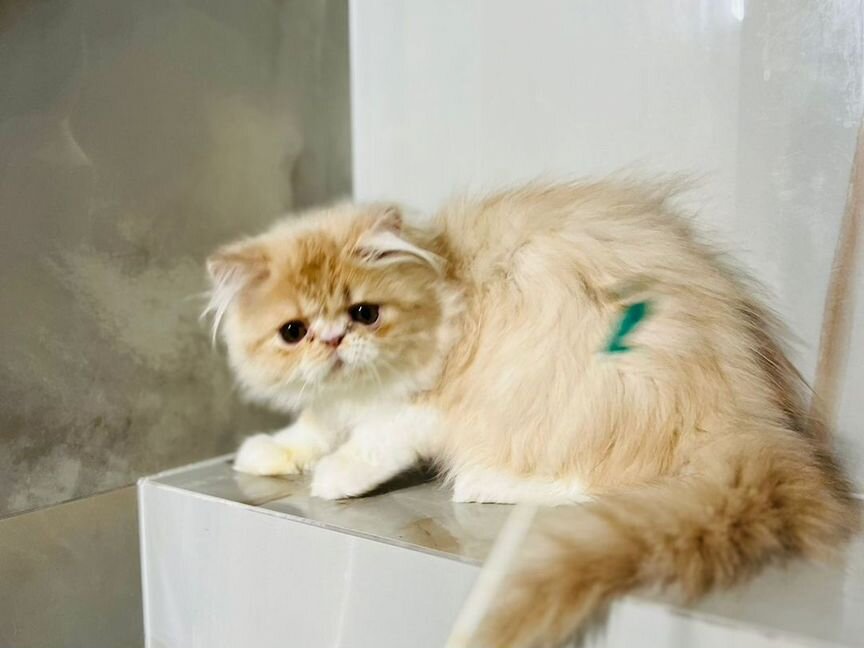 Очаровательный персидский котик