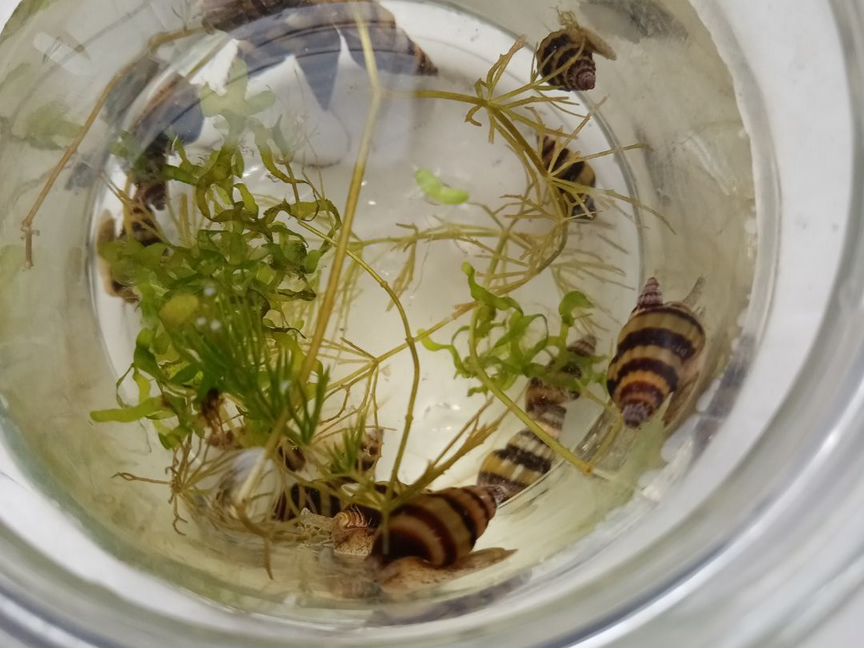 Улитки хилена