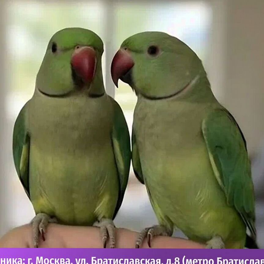 Попугай Ожереловый