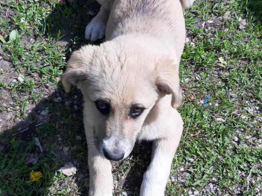 Щенок в добрые руки