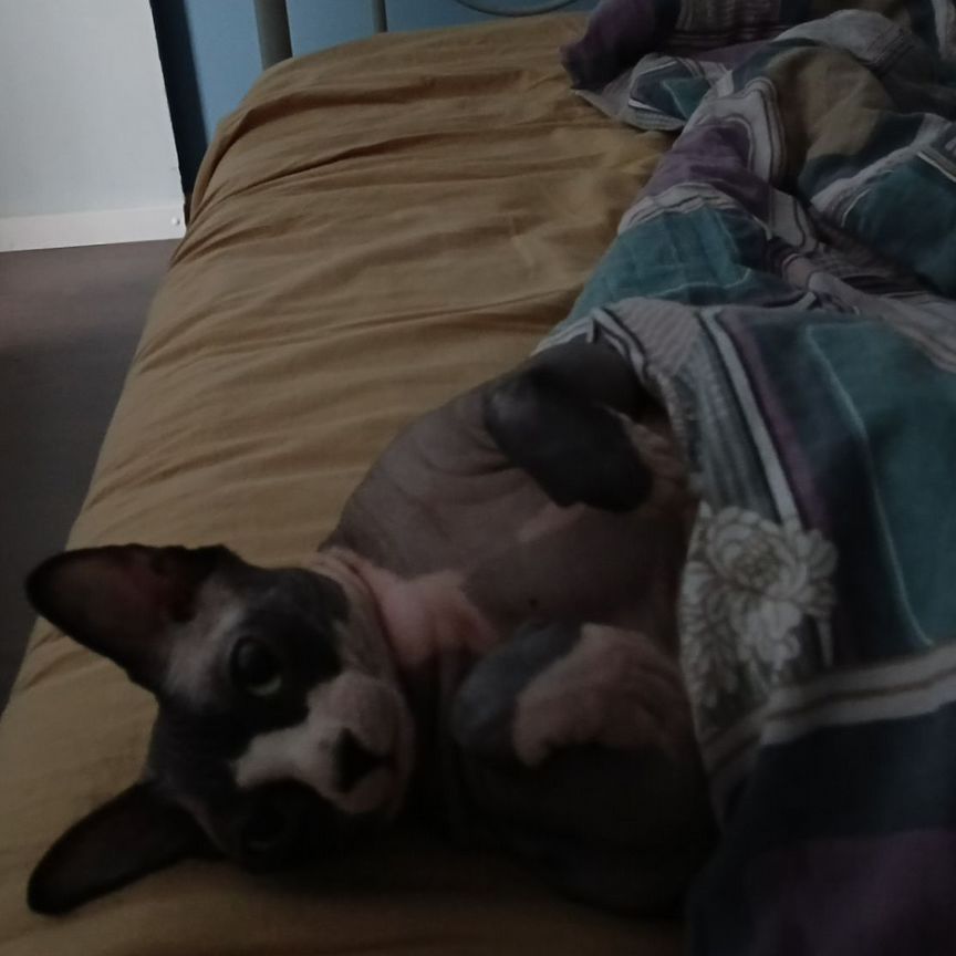 Канадский сфинкс, взрослая кошка