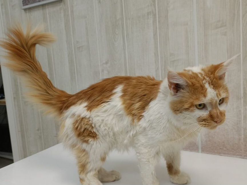 Кристиан в добрые руки