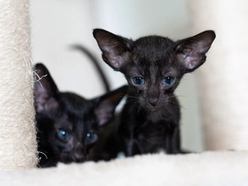 Ориентальные котята