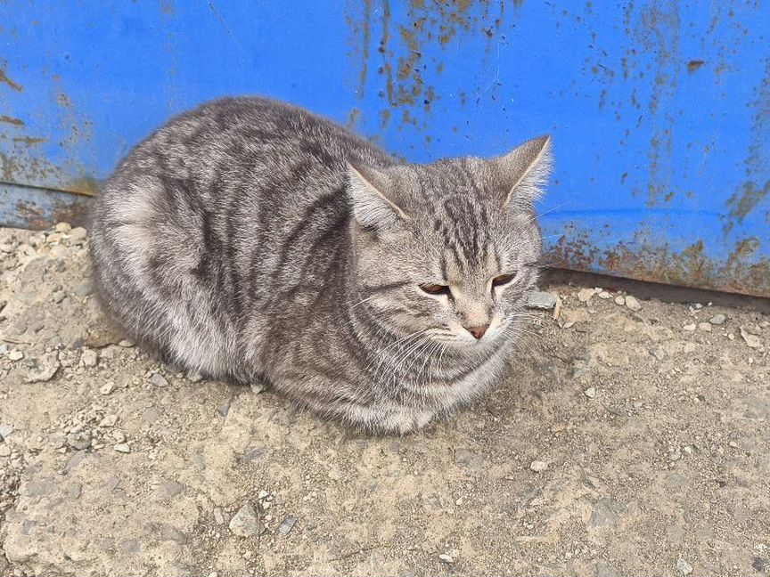 Кот авторитет