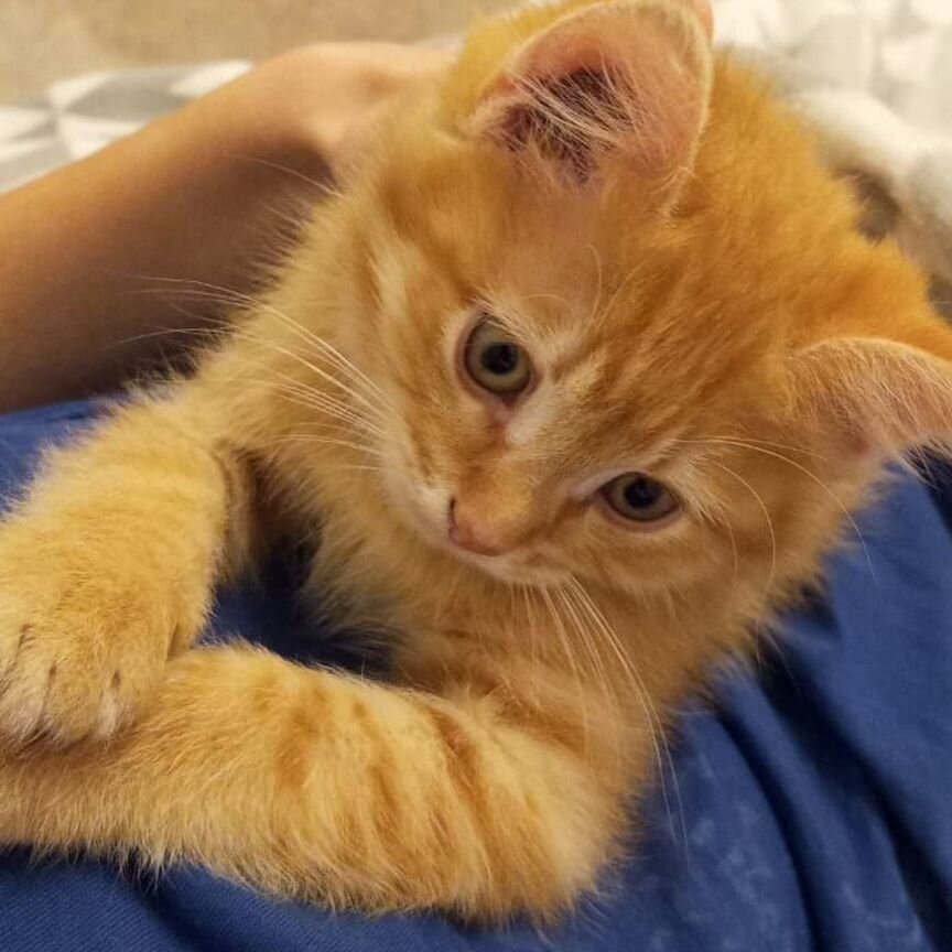Рыжий котенок в добрые руки