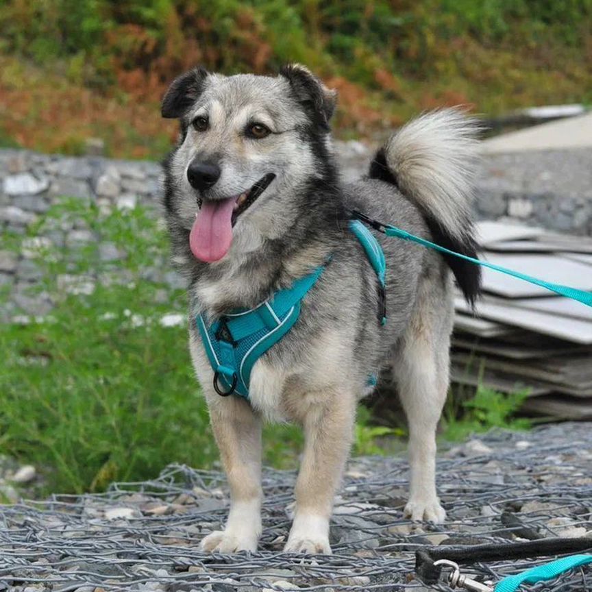 Собака в добрые руки