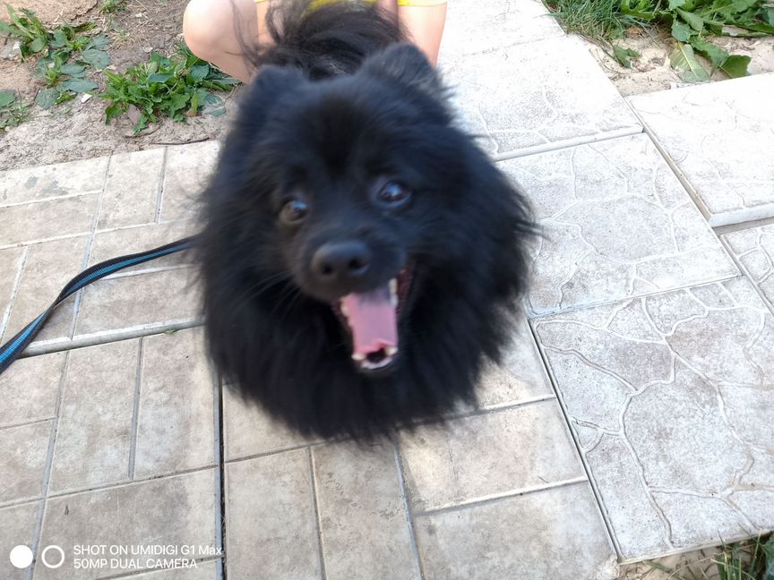 Шпиц 2 года ориг. очень пушистый и добр. из Москвы