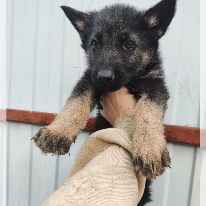 Немецкая овчарка щенки