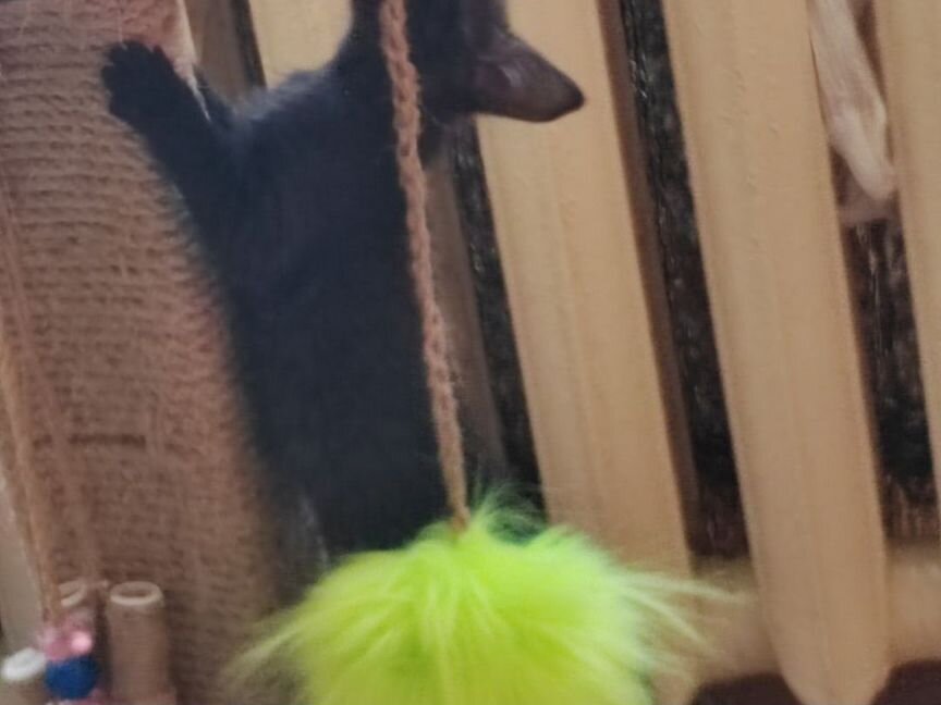 Кошечка