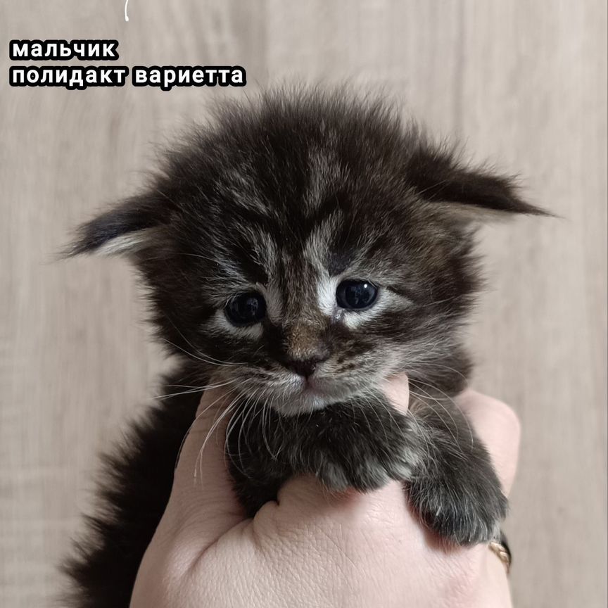 Детки мейн -кун в варежках