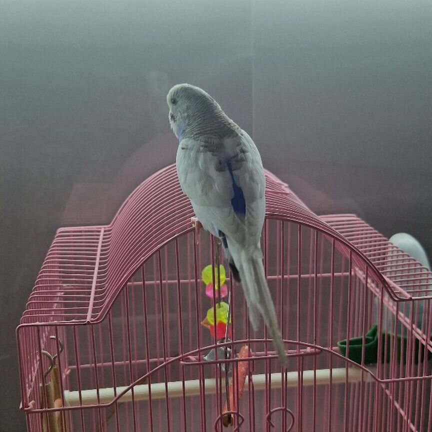 Попугай волнистый ручной