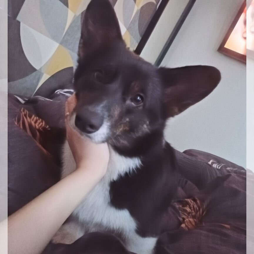 Вельш Корги Кардиган, взрослая собака