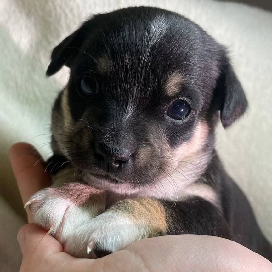 Чихуахуа, щенок