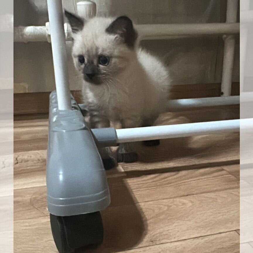 Балинезийский котёнок