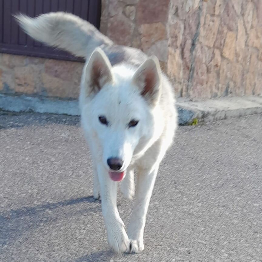 Сибирский хаски