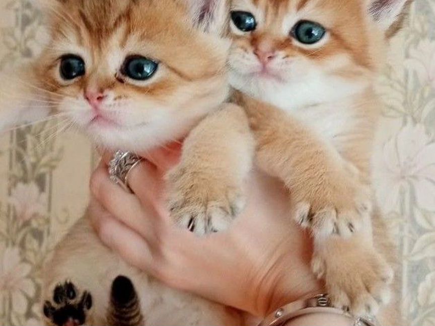 Шотландские красивые золотушки