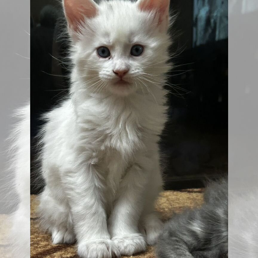 Мейн-кун котёнок
