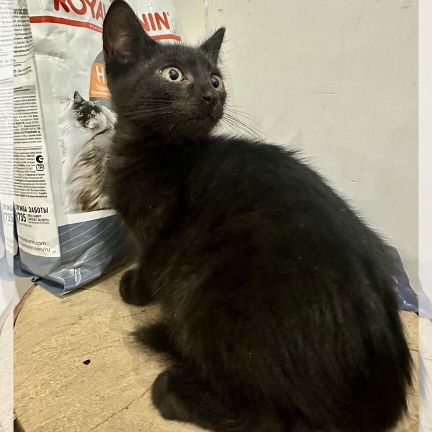 Котёнок в добрые руки