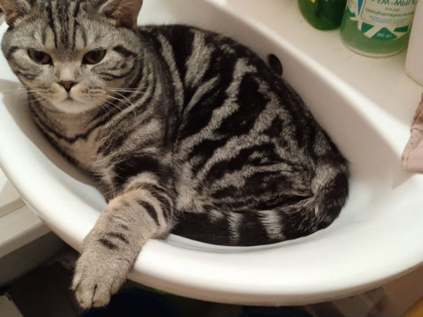 Отдам в хорошие руки кота