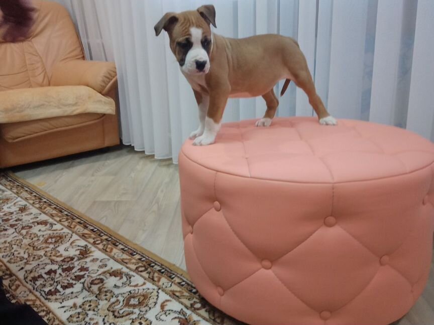 Стаффордширский терьер