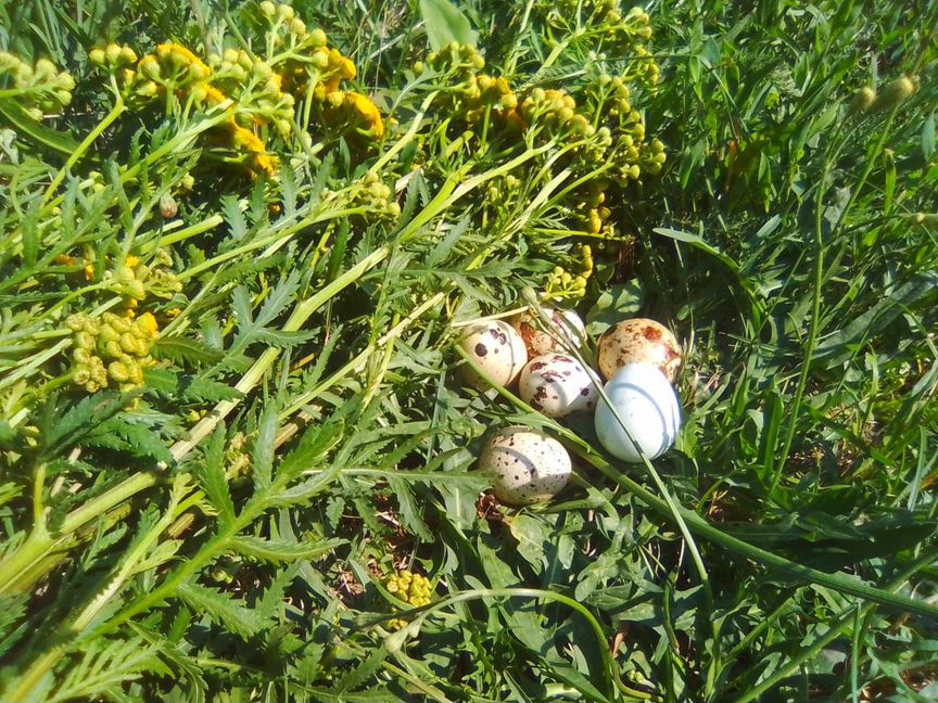 Продажа перепелиных яиц