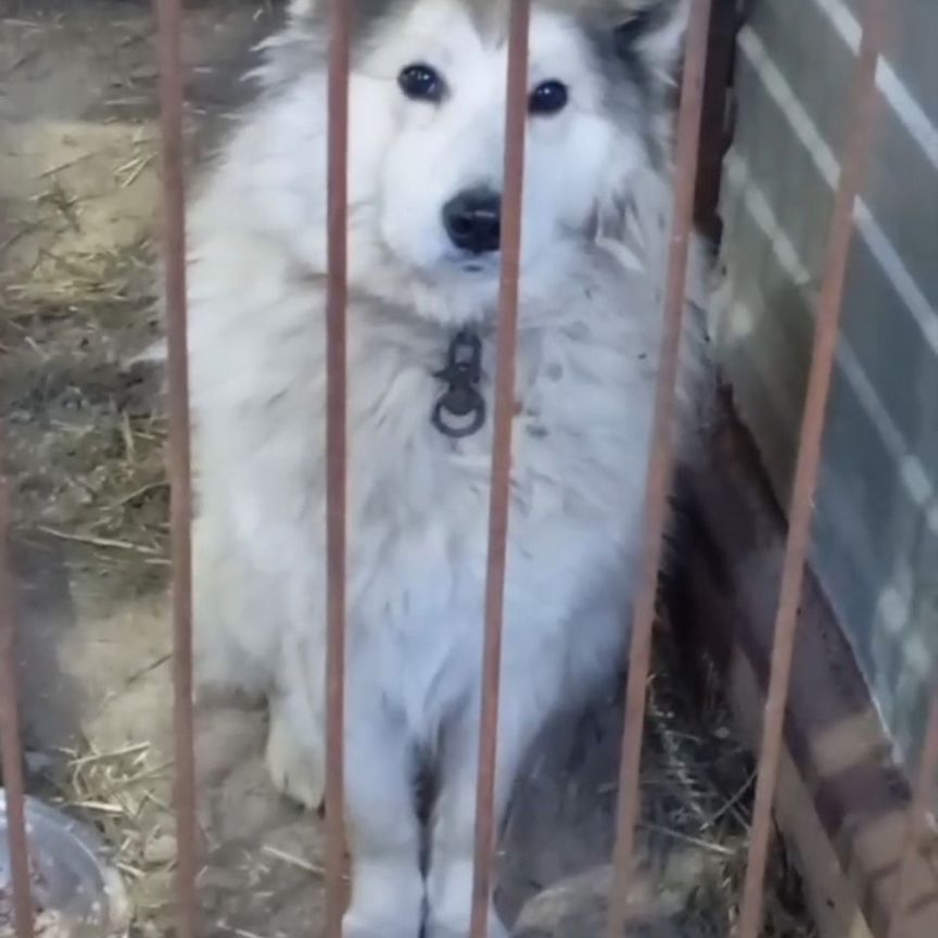 Взрослый пёс в добрые руки