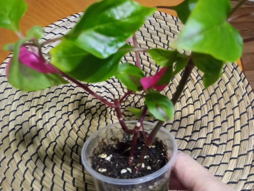 Альтернатера и Фикус Бенджамина