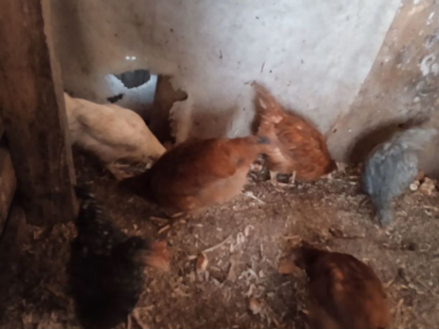 Продам молодых петушков