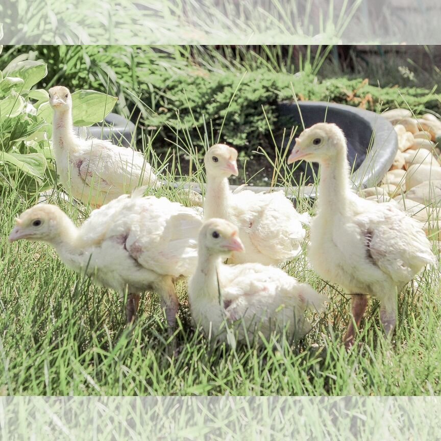 Продам индейку бронза 708