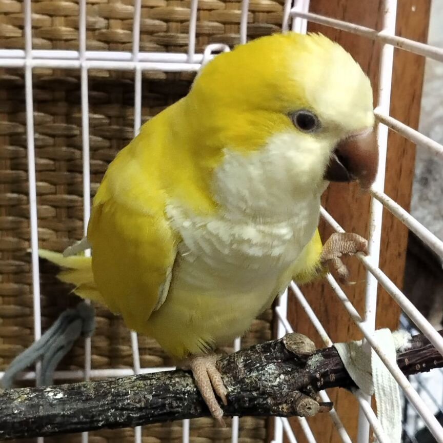 Попугай монах или квакер