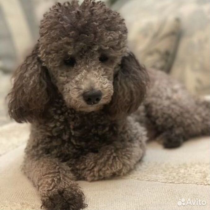 Карликовый пудель вязка