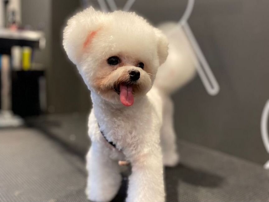 Бишон от родителей из Китая