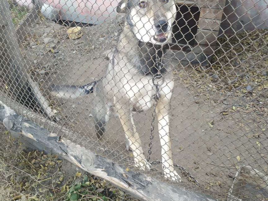 Сторожевой пес Пират