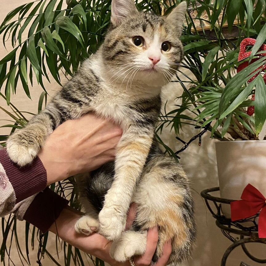 Кошечка 1 год бесплатно