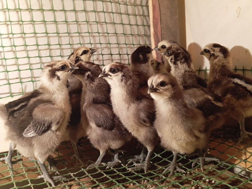 Цыпленок лакеданзии серебро