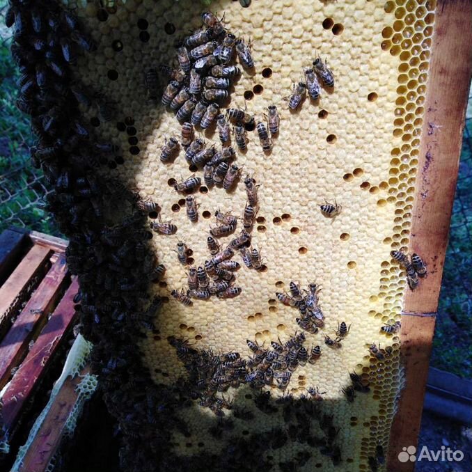 Пчелы породы Карпатка