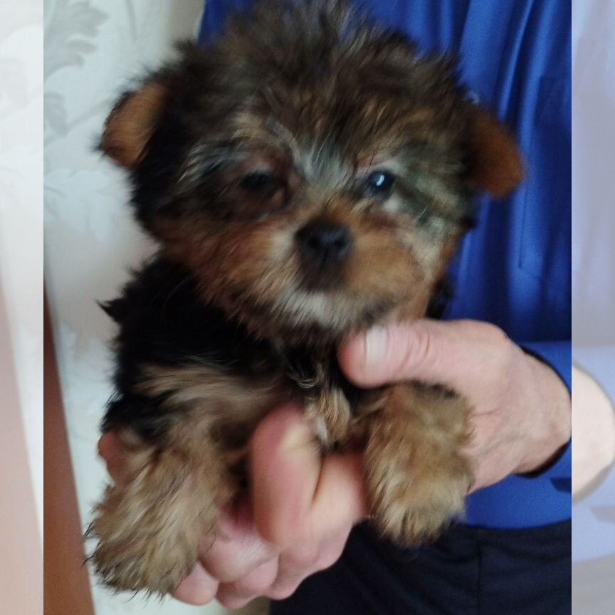 Йоркширский терьер щенки