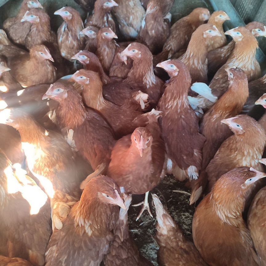 Куры молодки несушки