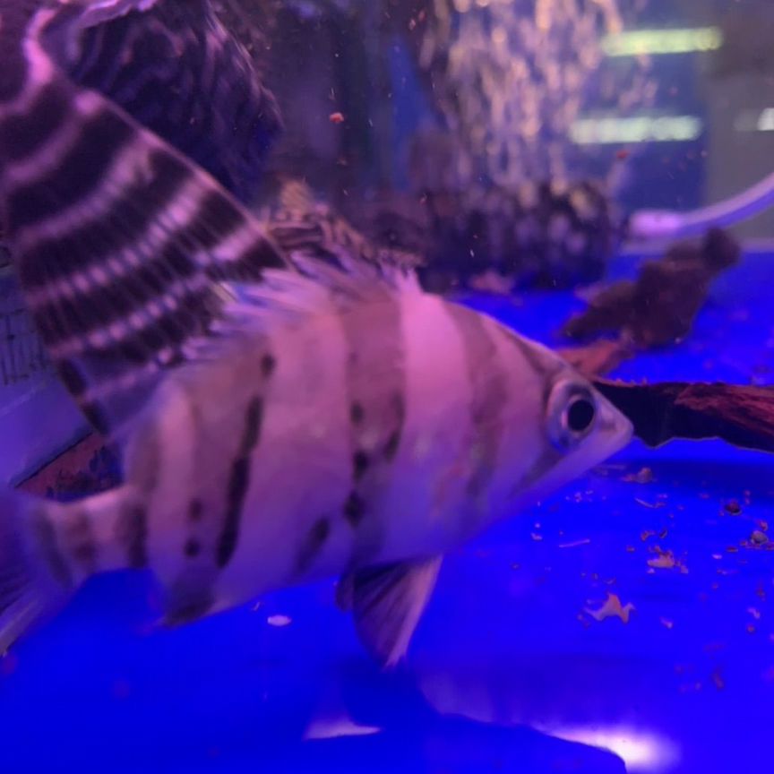 Аквариумный окунь