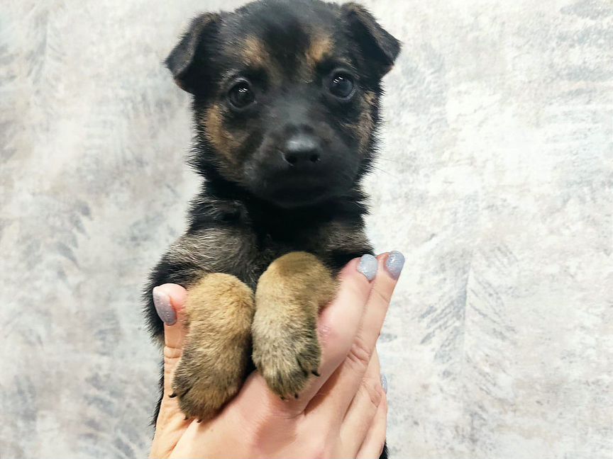 Крошка щенок в добрые руки