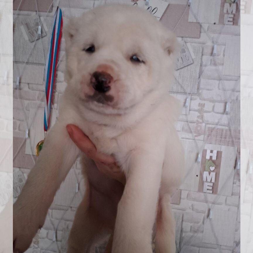 Продам щенков Алабая