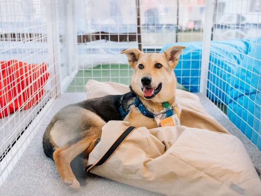 Щенок Джесси из приюта бесплатно в добрые руки