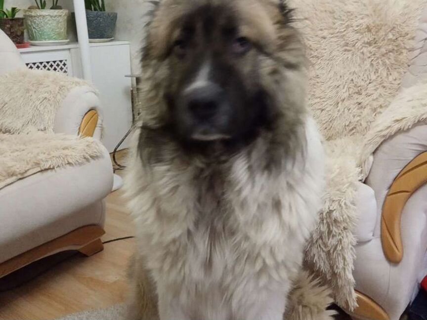 Вязка кавказская овчарка Дамы вы Где заскучал